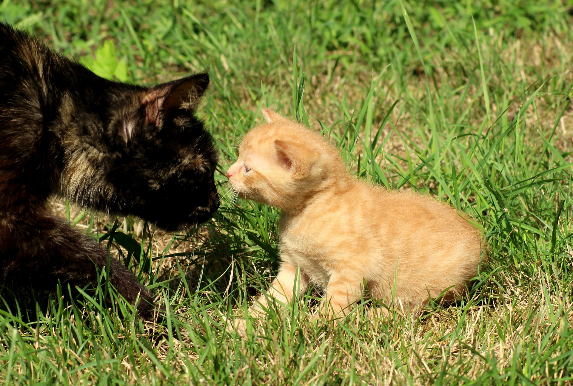 Comment faire cohabiter deux chats ensemble ? - RM Journal