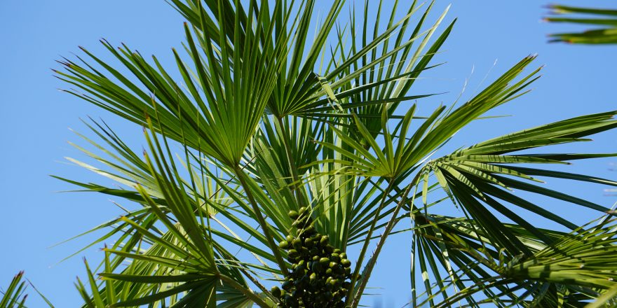 Palmier : quelles sortes planter en France ? - RM Journal